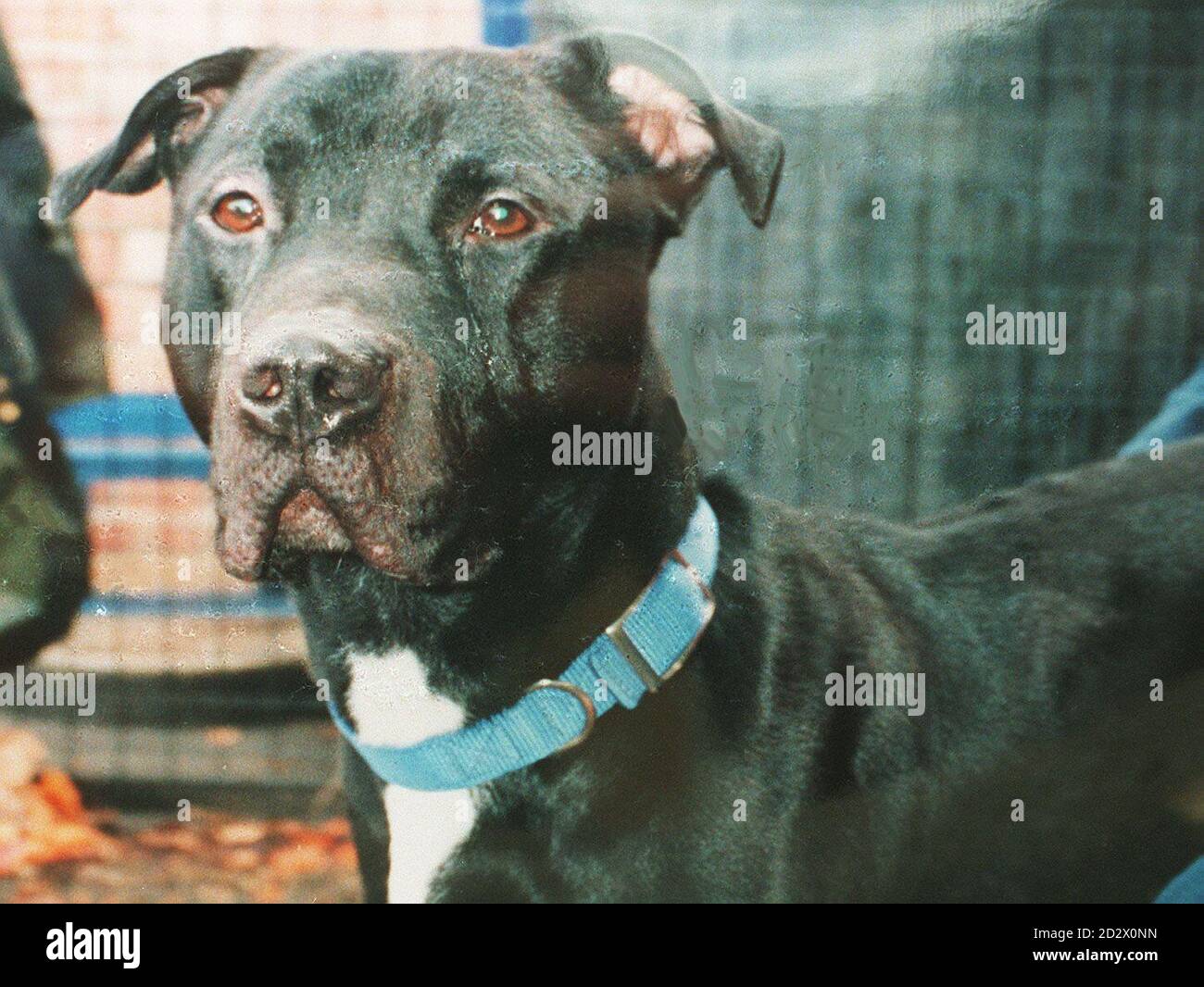 What Are Death Row Dogs