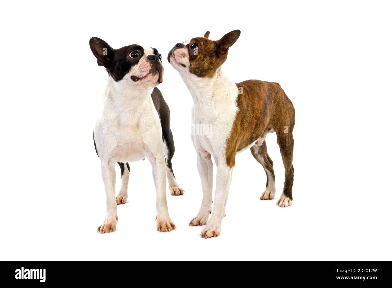 Boston Terrier Dog, standing against White Background Stock Photo - Alamy