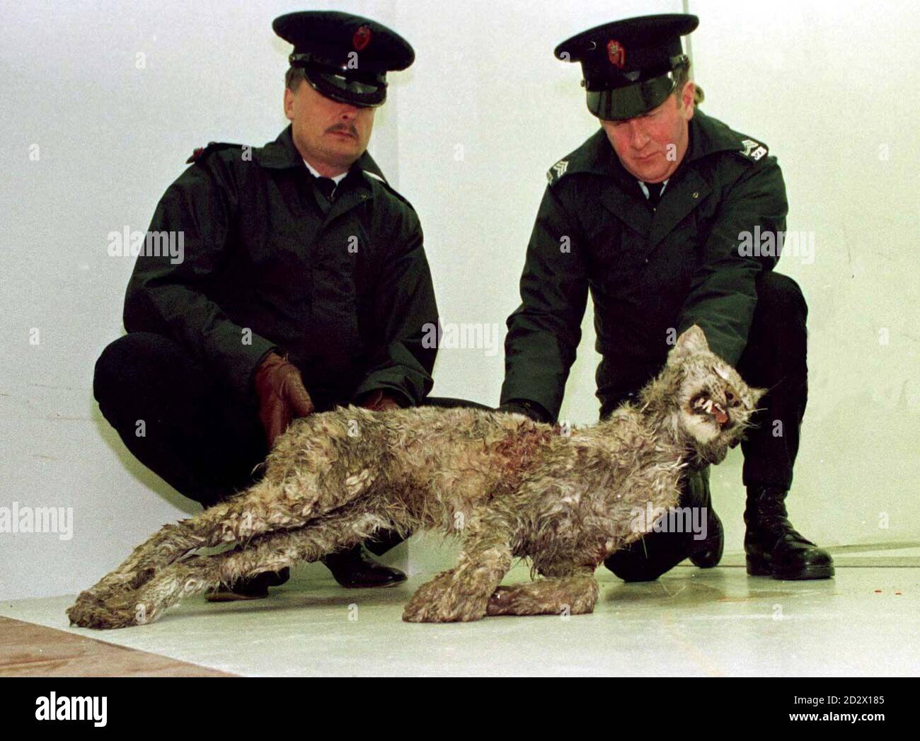 Members of the RUC with the wild African Lynx shot dead by police ...