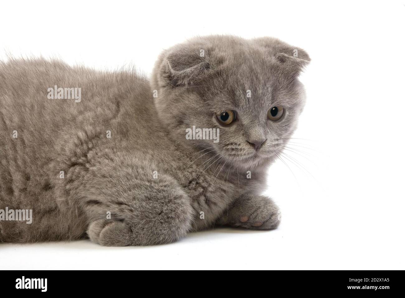 Blue Scottish Fold Domestic Cat, 2 Months old Kitten standing against ...