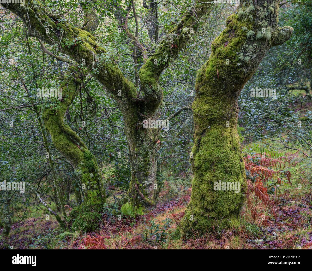 A group of three trees seem to dance in an ancient forest of the ...