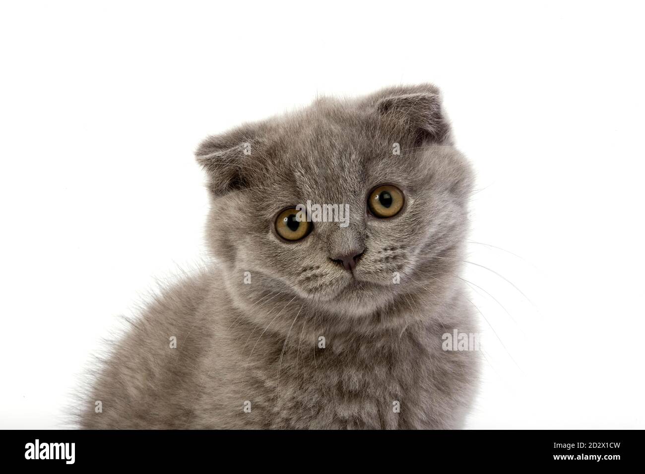 Blue Scottish Fold Domestic Cat, 2 Months old Kitten standing against ...