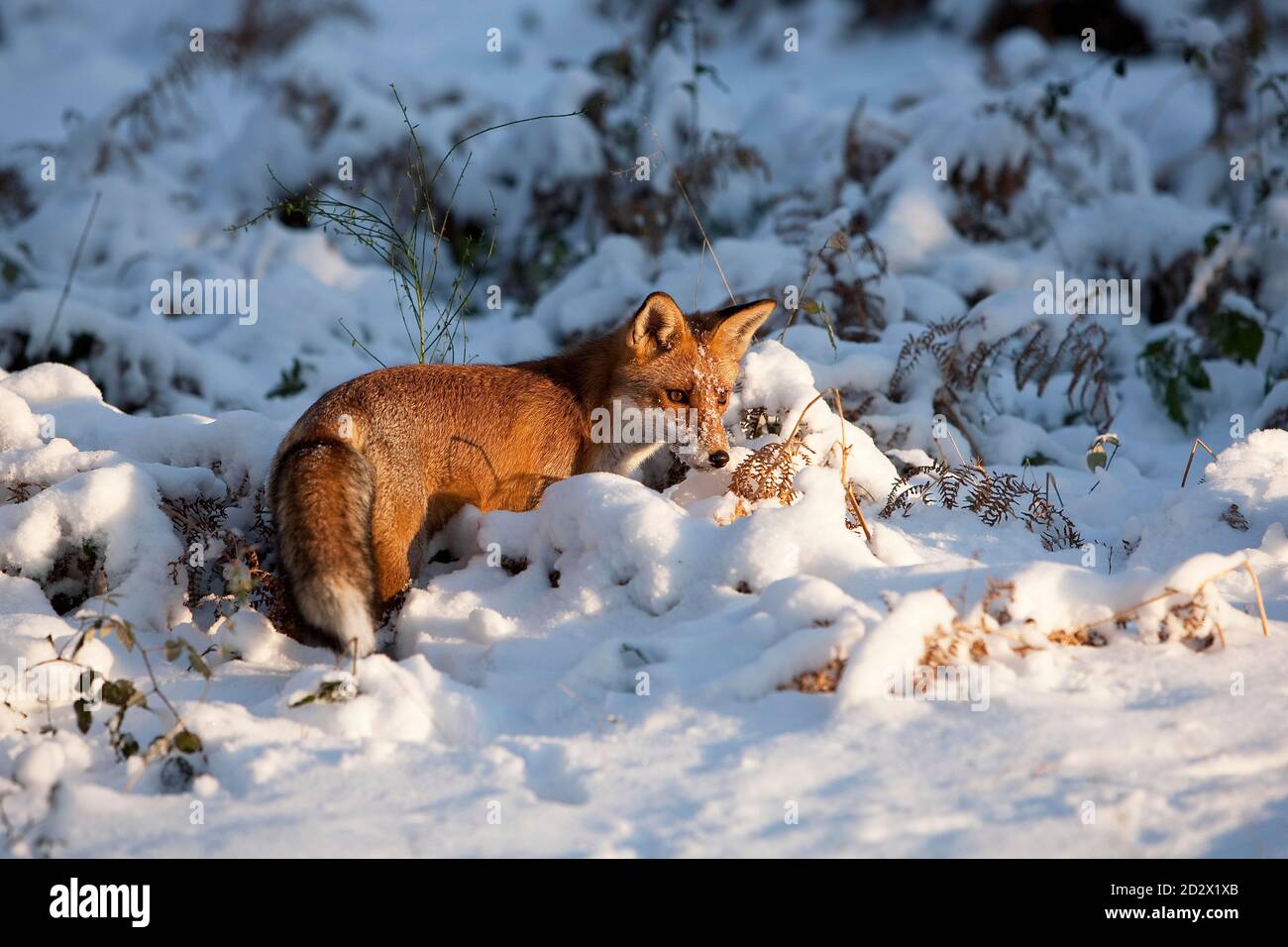 Red Fox, vulpes vulpes, Adult standing on Snow, Normandy Stock Photo - Alamy