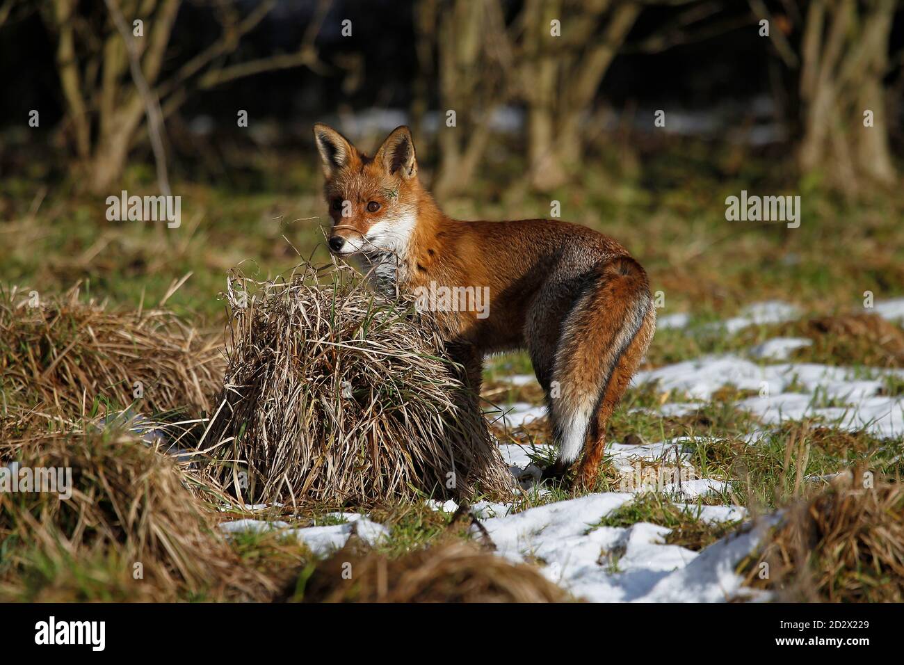 Red Fox, vulpes vulpes, Adult standing on Snow, Normandy Stock Photo - Alamy