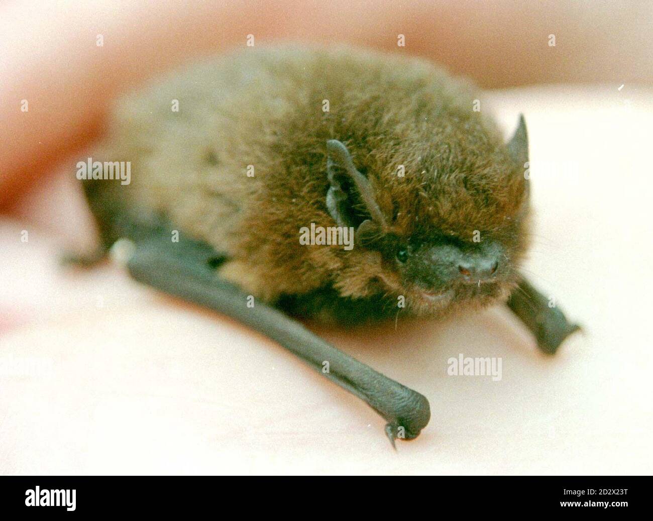 A Yorkshire pipistrell bat that Dr John Altingham from Leeds has ...