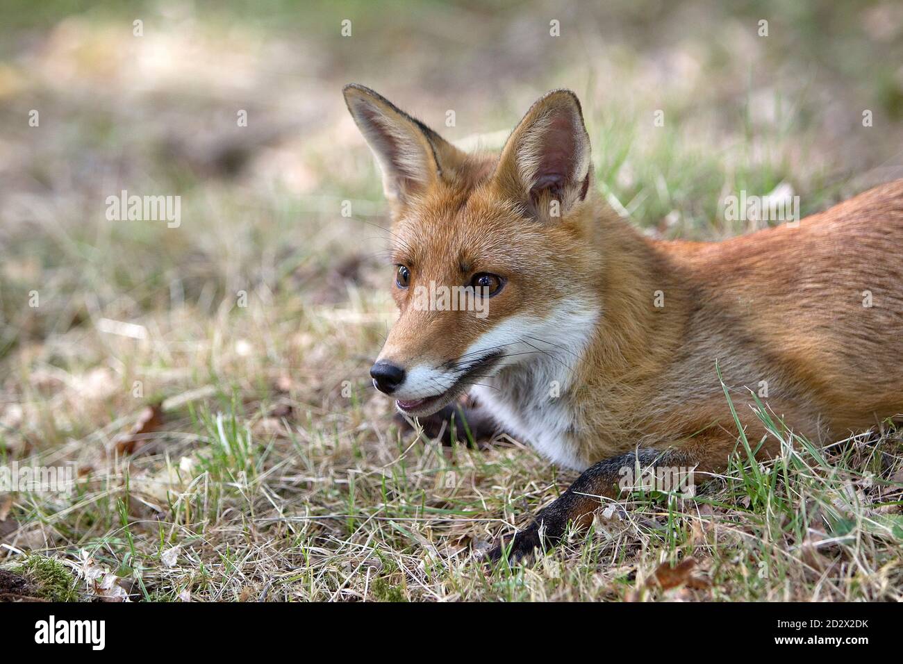 Red Fox, vulpes vulpes, Adult laying on Grass, Normandy Stock Photo - Alamy