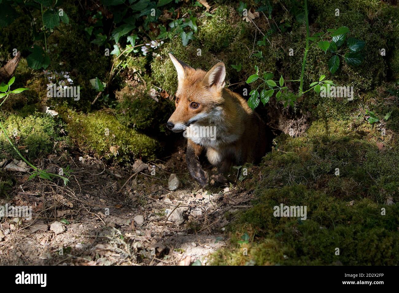 Red Fox, vulpes vulpes, Adult standing at Den Entrance, Normandy Stock Photo - Alamy