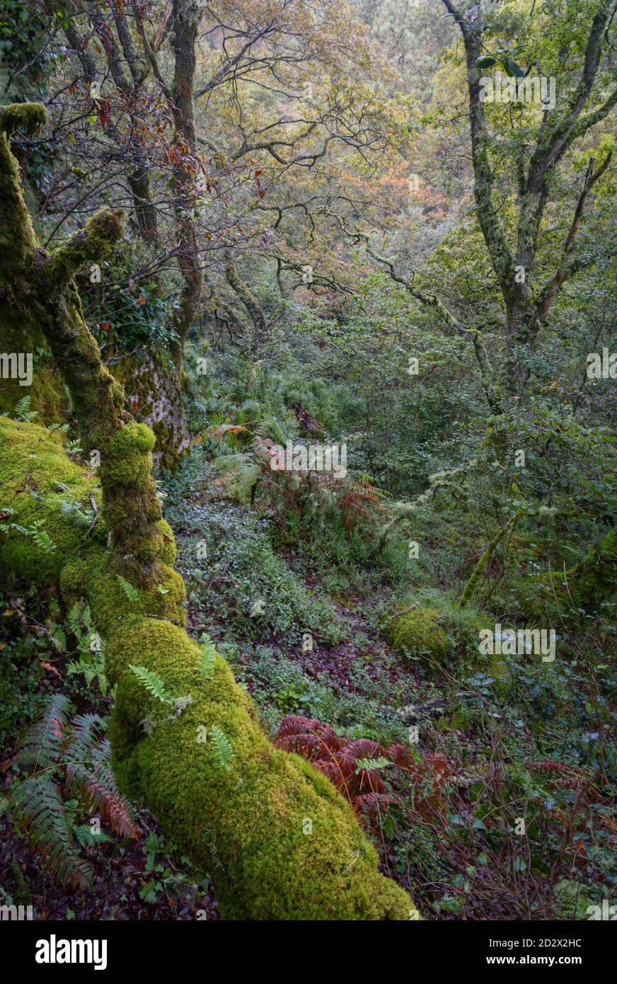 Fairy tale scene among the dense vegetation of an oak and holly forest ...