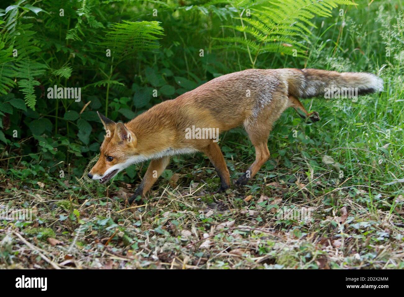 Red Fox, vulpes vulpes, Adult standing in the Undergrowth, Normandy Stock Photo - Alamy