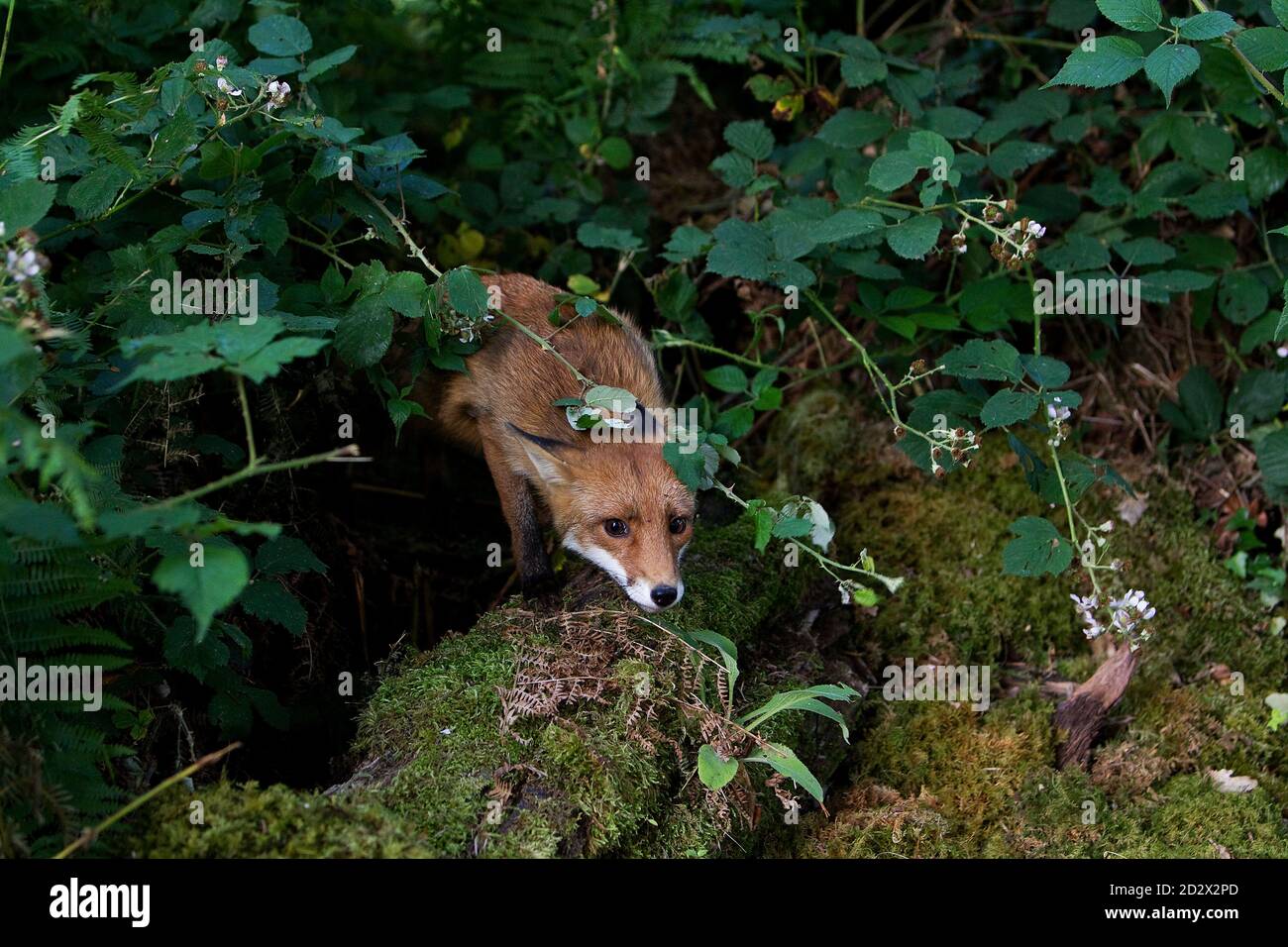 Red Fox, vulpes vulpes, Adult standing in the Undergrowth, Normandy Stock Photo - Alamy