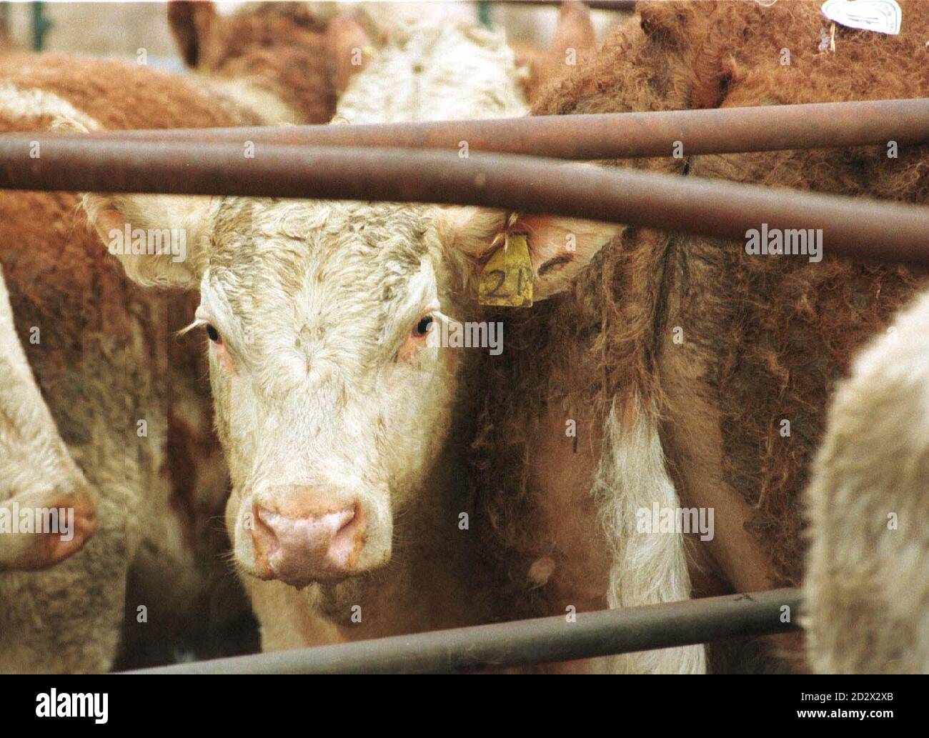 Cattle handling system hi-res stock photography and images - Alamy