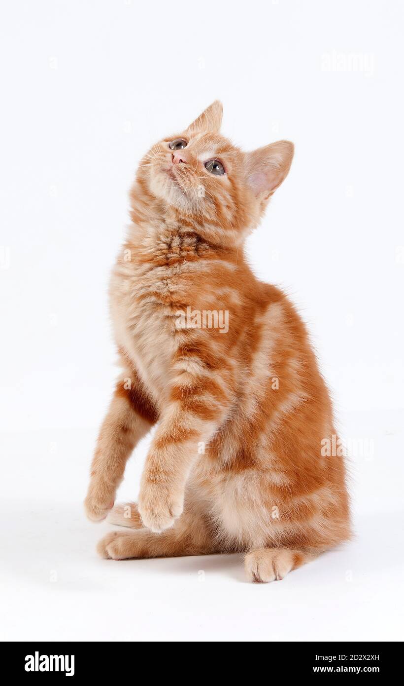 Red Tabby Domestic Cat, Kitten playing against White Background Stock ...