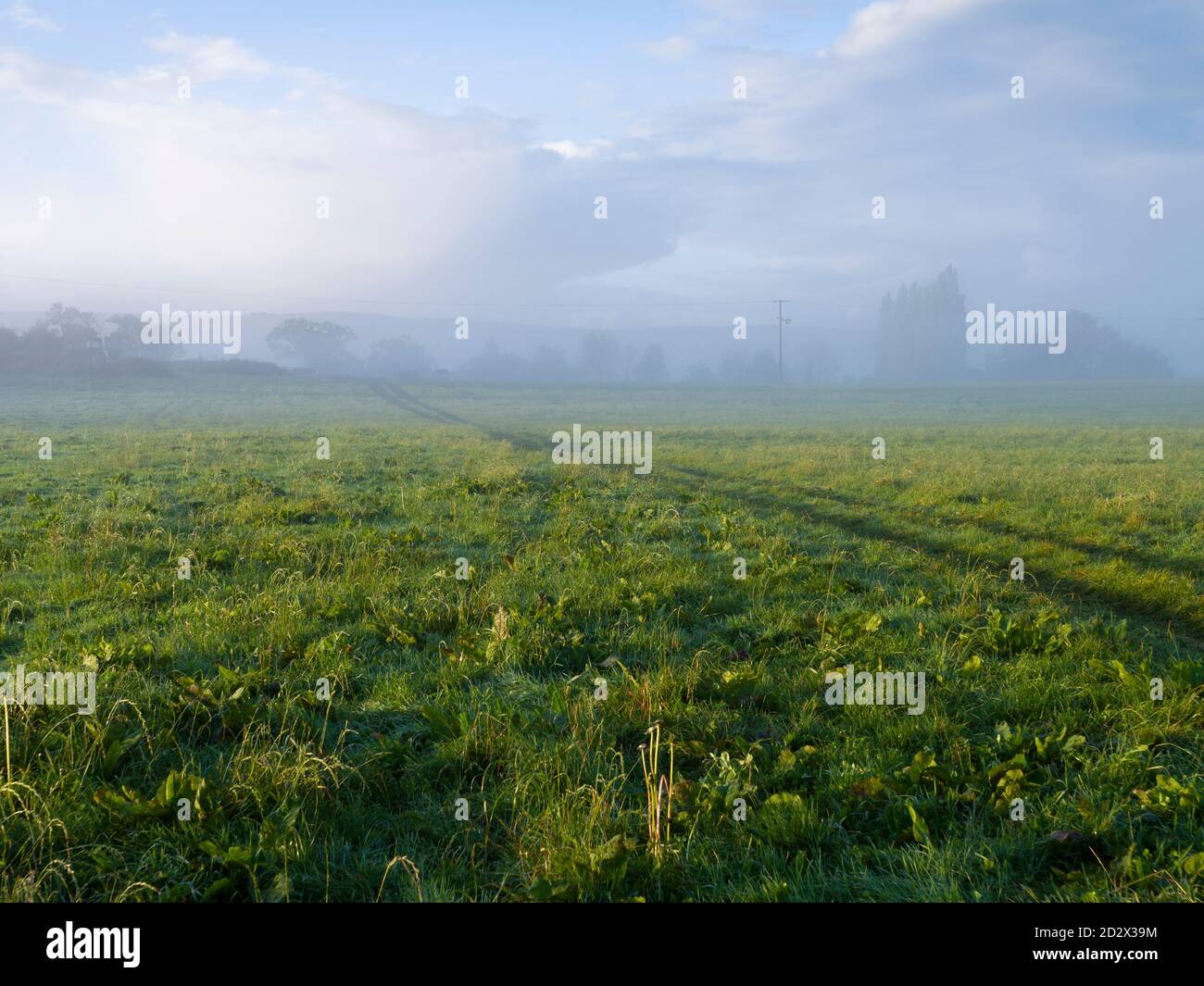 A misty autumnal morning in the North Somerset countryside near ...