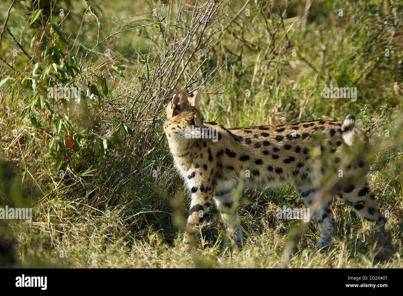 Serval in long grass hi-res stock photography and images - Alamy
