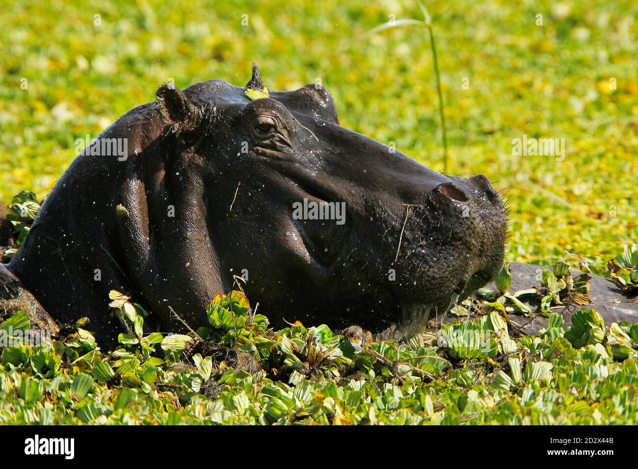 Hippopotamus, hippopotamus amphibius, Adult standing in Swamp full of ...