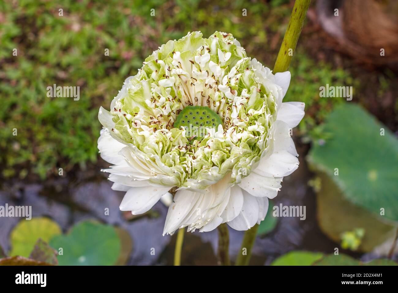 Blooming white Wild Lotus Flower, Ubud, Bali Island, Indonesia Stock ...
