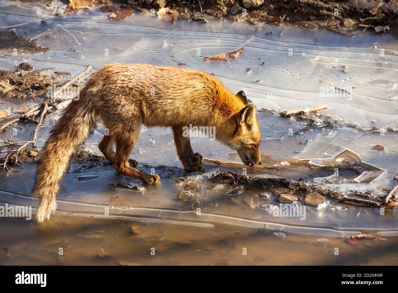 The fox drinks water from a puddle covered with ice Stock Photo - Alamy