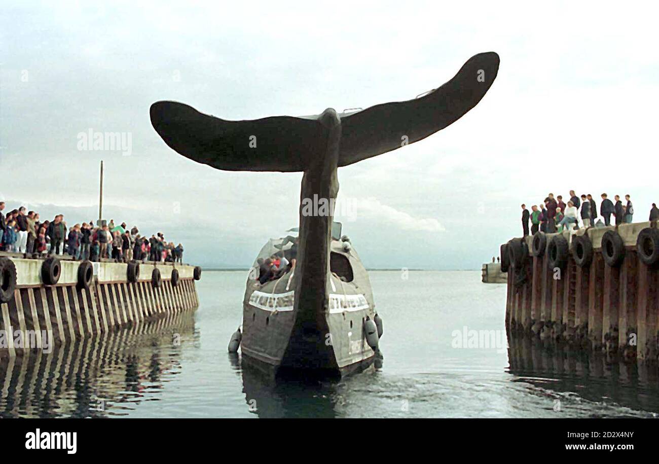 Tom mcclean whale hi-res stock photography and images - Alamy