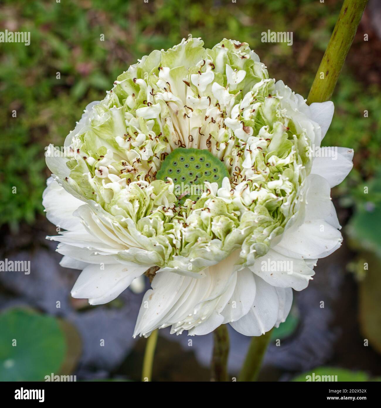 Blooming white Wild Lotus Flower, Ubud, Bali Island, Indonesia. Square ...