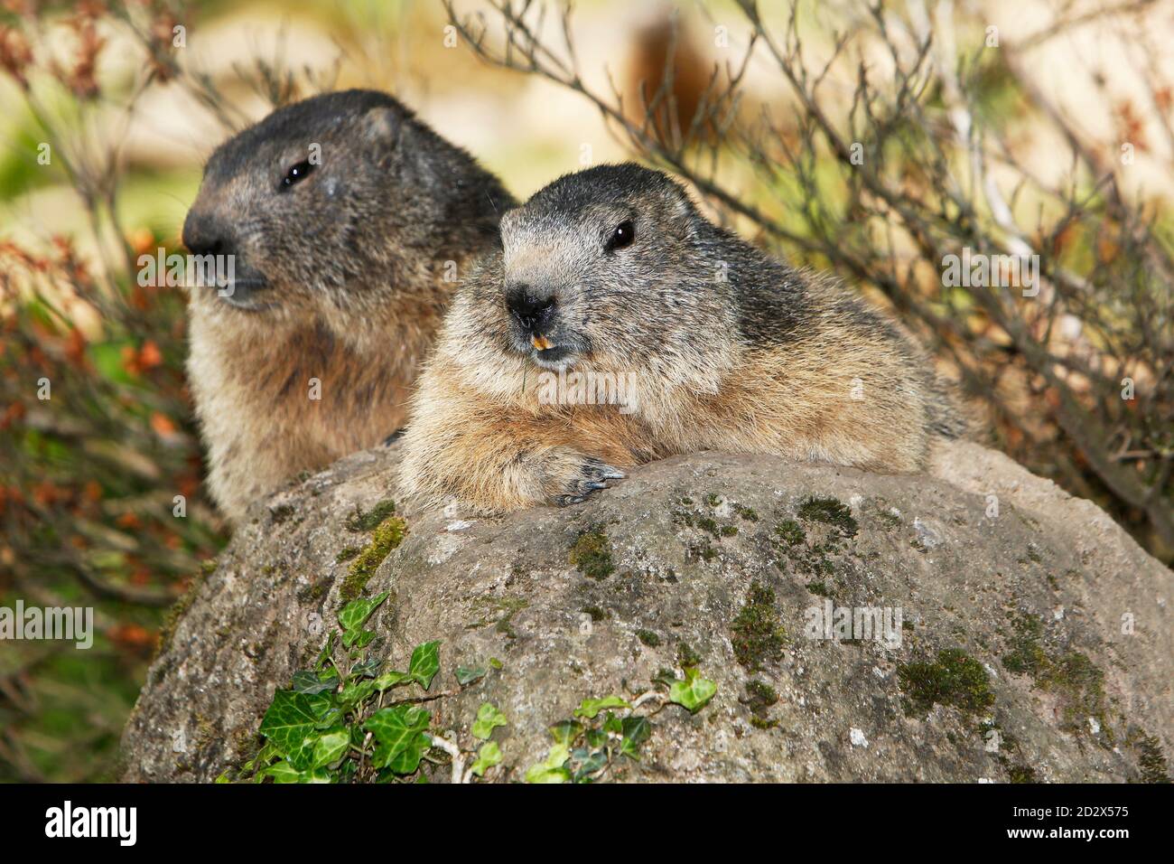 Alpine Marmot, marmota marmota, Adults standing on Rocks, France Stock ...