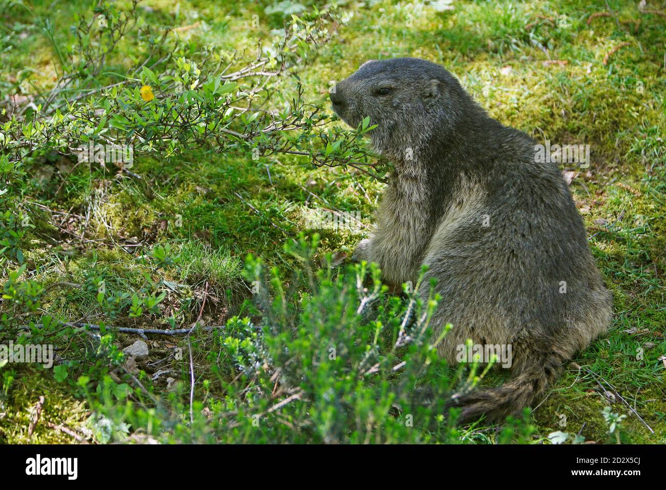 Alpine Marmot, marmota marmota, France Stock Photo - Alamy