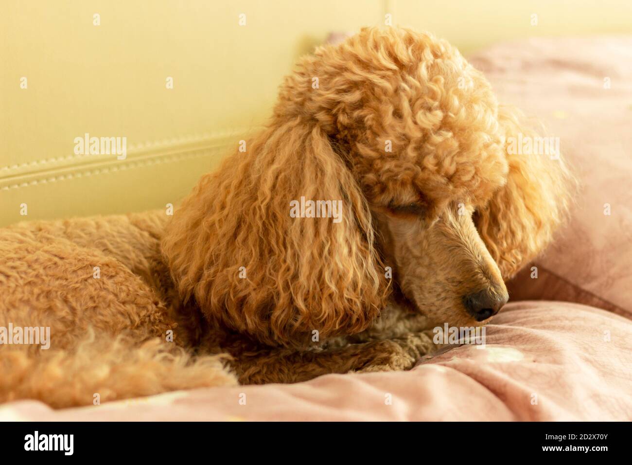 A sad little apricot poodle sleeps on a bed on a pillow Stock Photo - Alamy