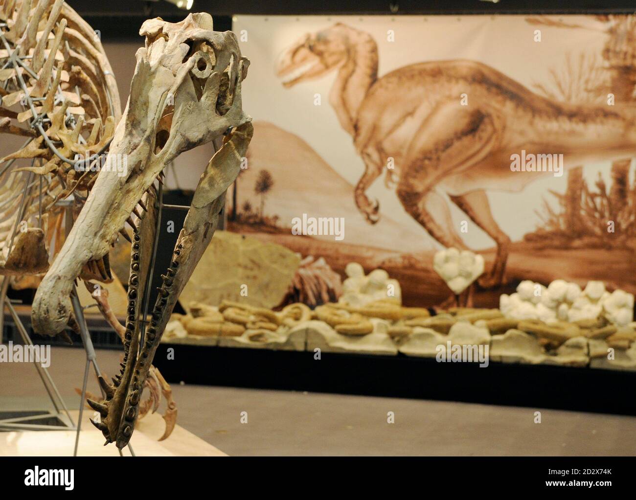 Spinosaurus fossils hi-res stock photography and images - Alamy