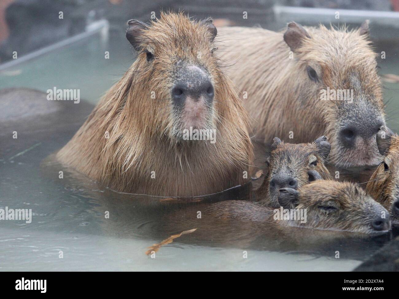 Capybara spa hi-res stock photography and images - Alamy