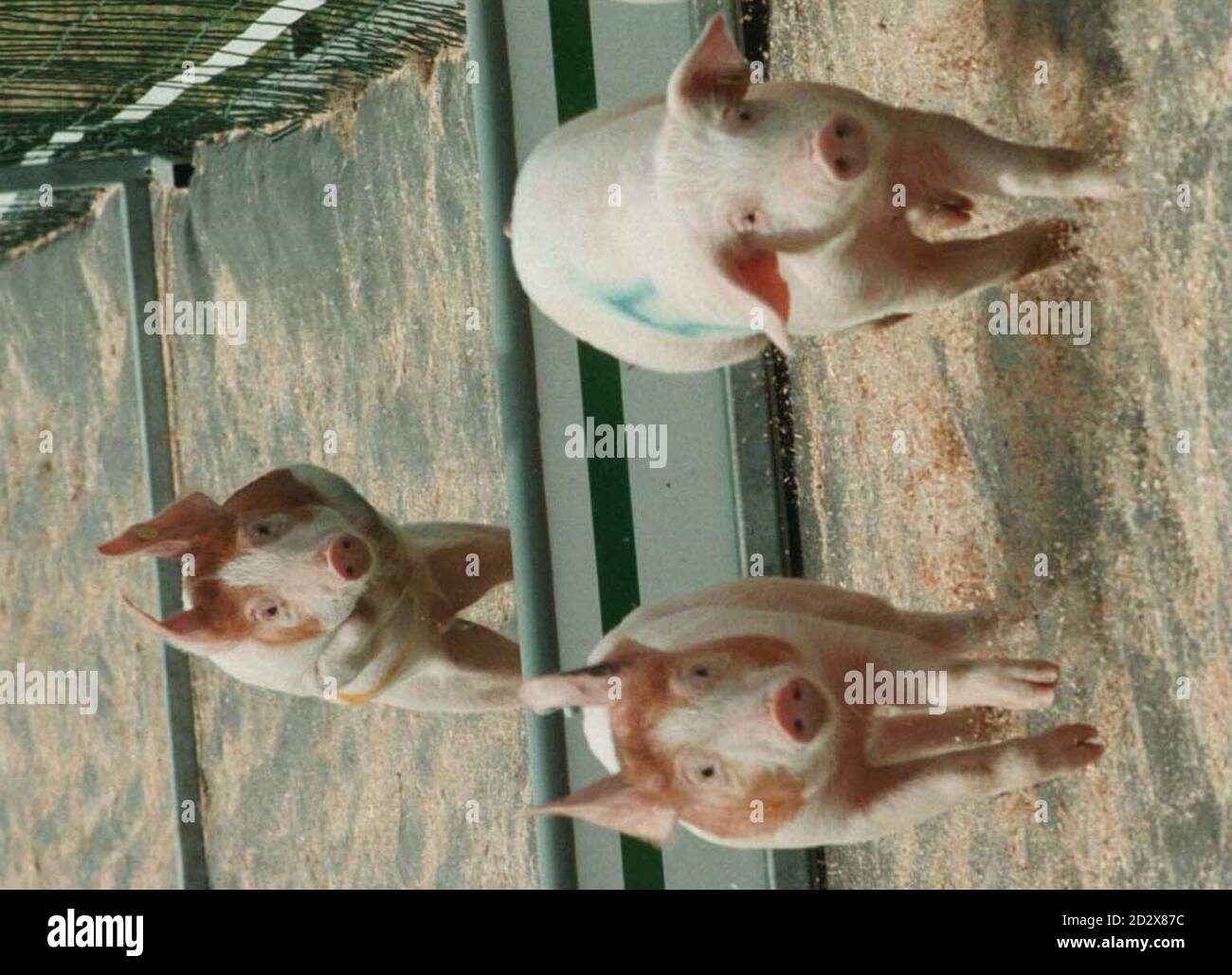 Pig racing hi-res stock photography and images - Alamy