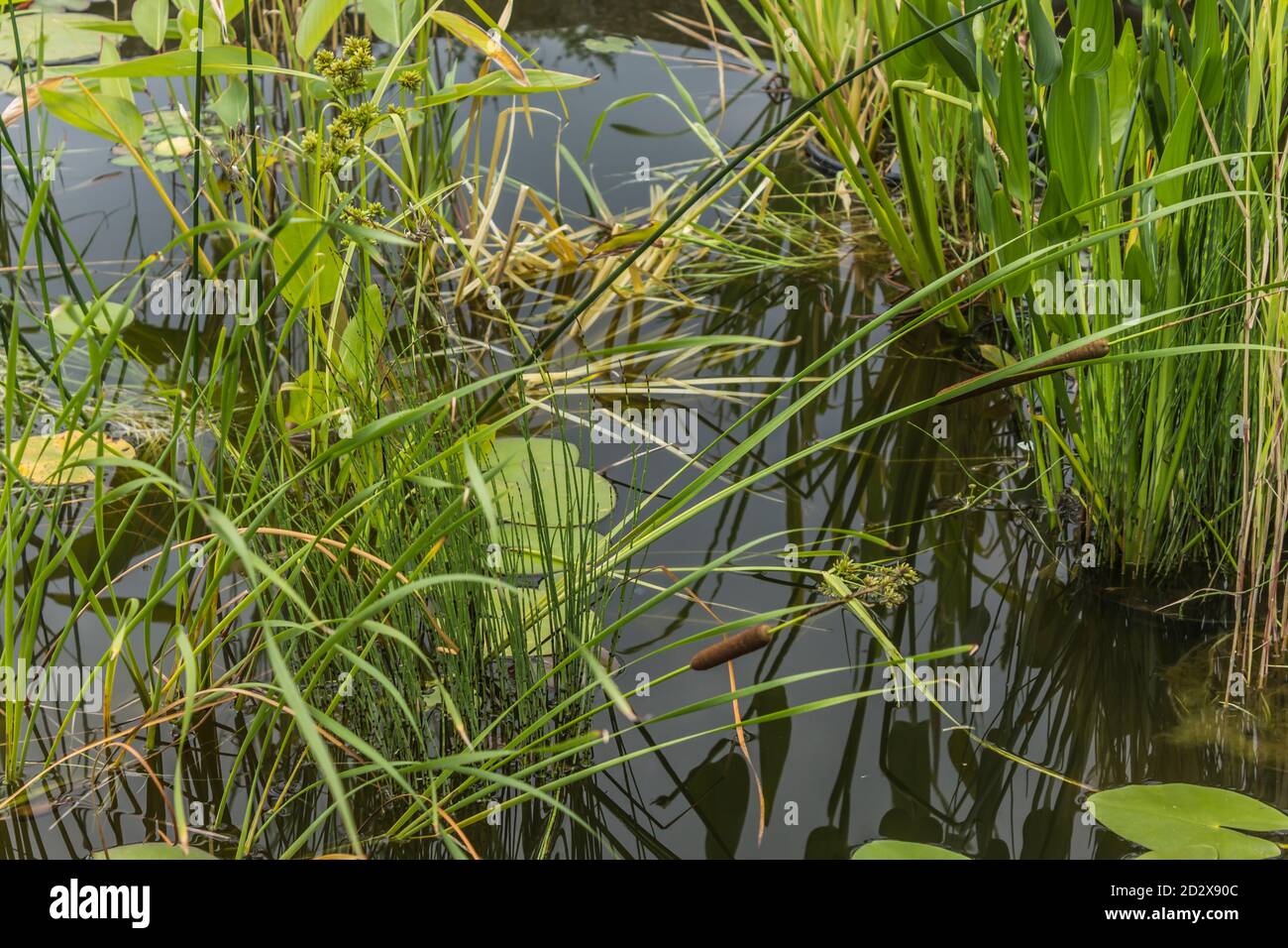 Water lilies, sedge and reeds in a decorative pond. Botanical Garden of ...