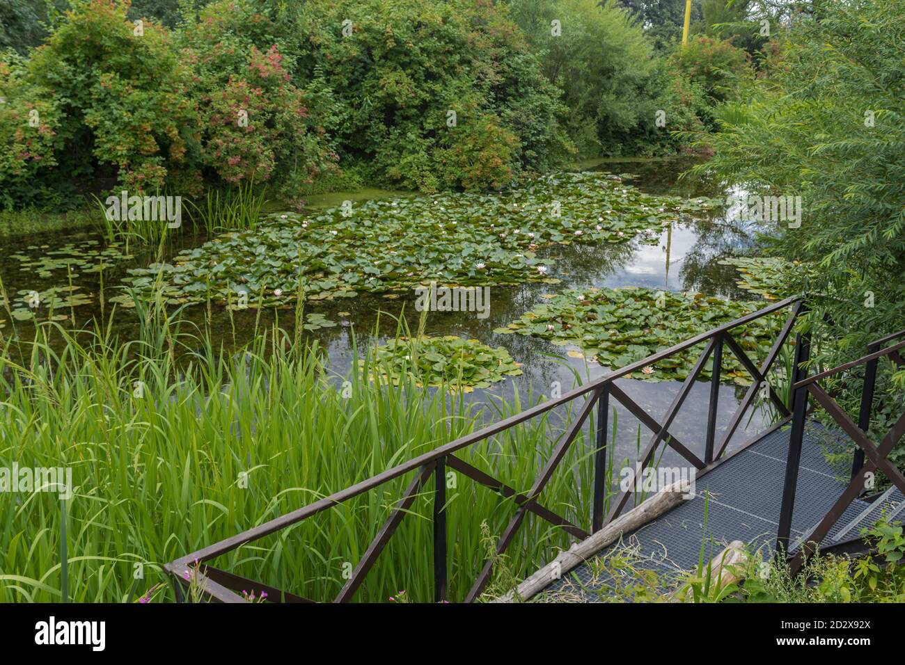 Wooden terrace for viewing a decorative pond overgrown with lotus ...