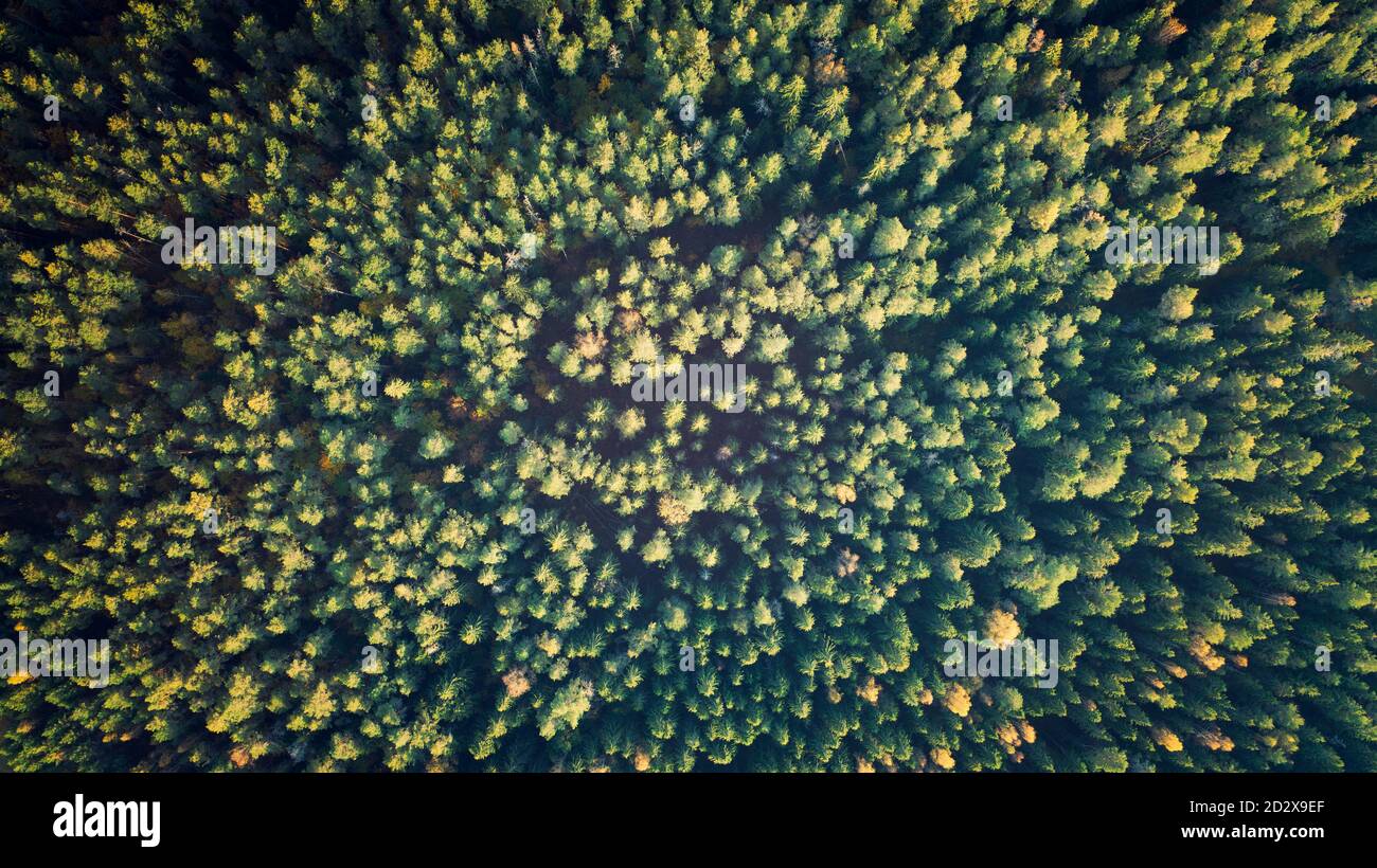 Aerial top view forest, Texture of forest view from above. Autumn season nature concept ...