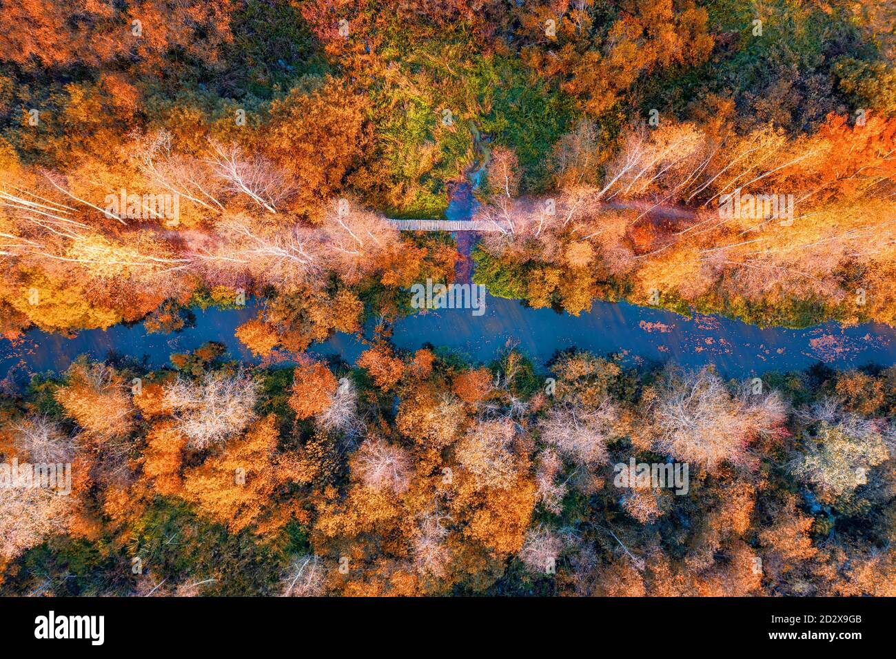 River with small wooden bridge in yellow birch forest. Aerial top view ...