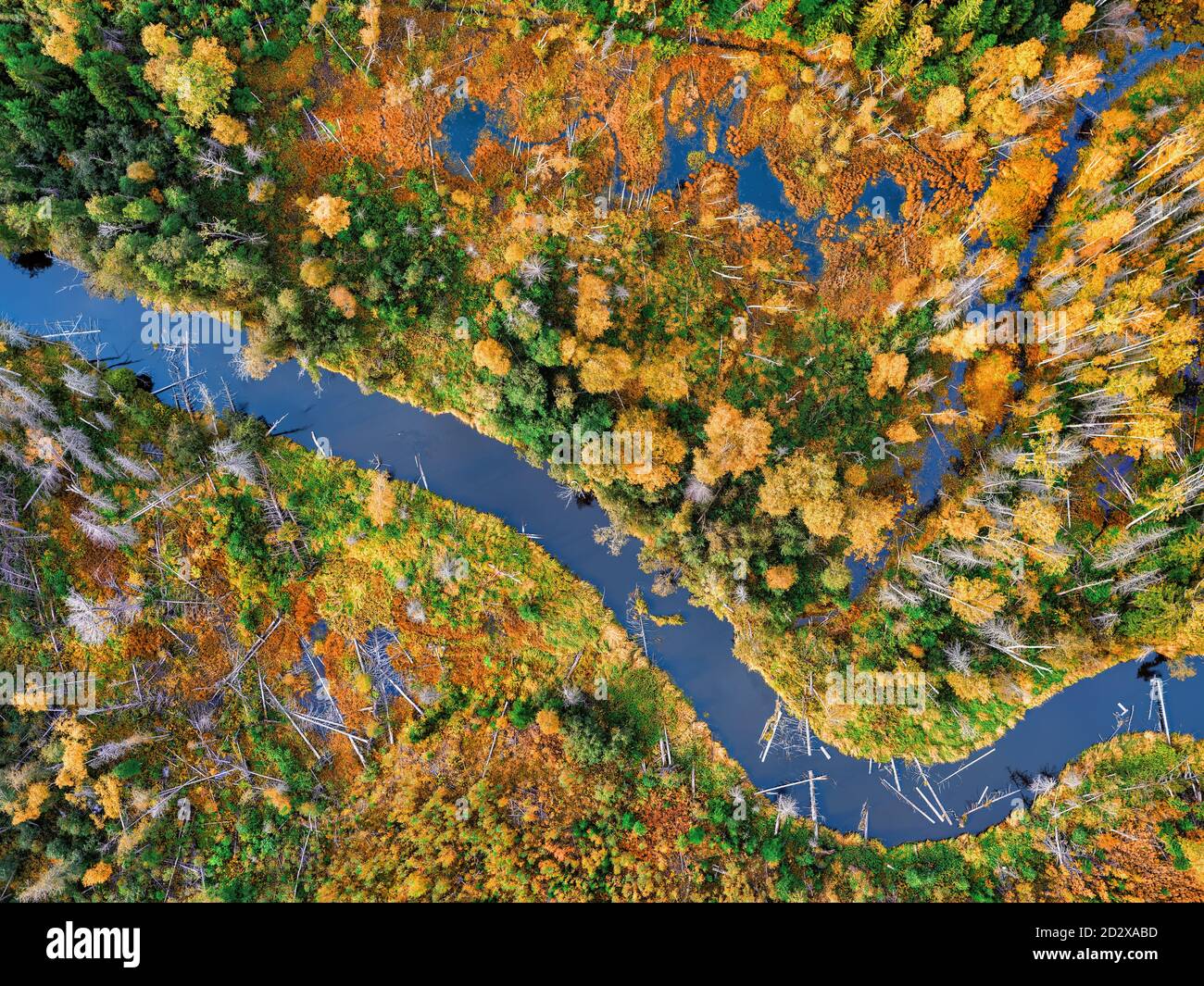 Winding river in the yellow autumn forest. Bright aerial top view Stock Photo - Alamy