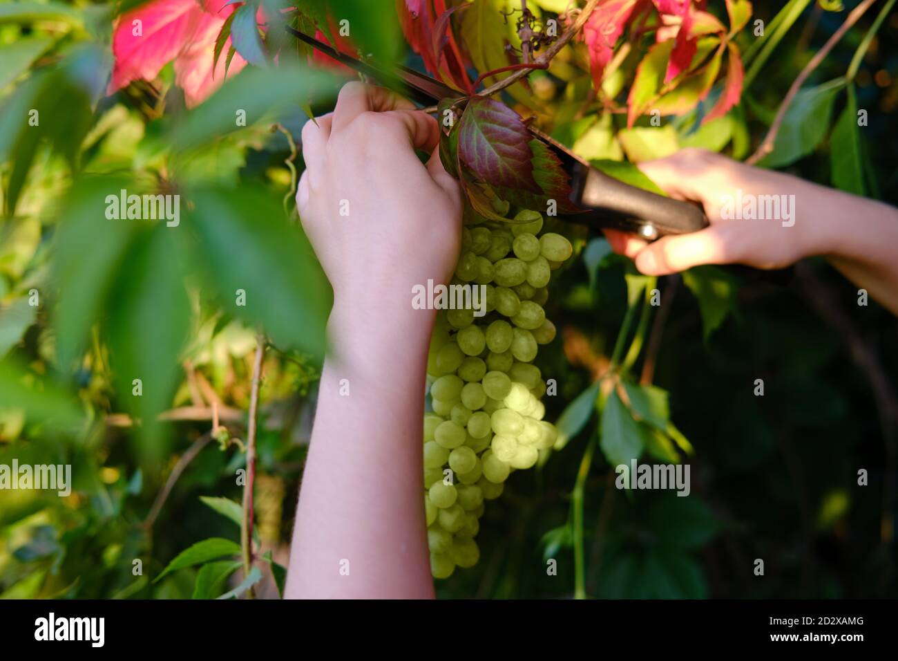 A woman cuts white grape branches of a vine with shears Stock Photo - Alamy