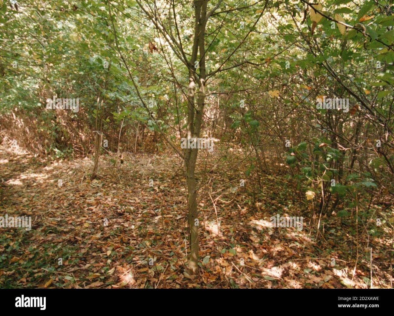 The copse in Peterborough, Cambridgeshire, where the body of six-year ...