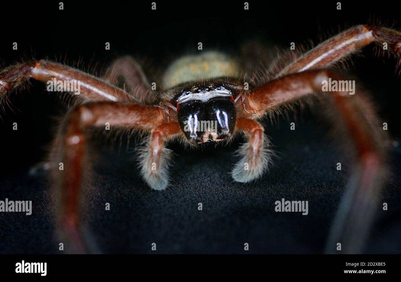 Native spiders hi-res stock photography and images - Alamy