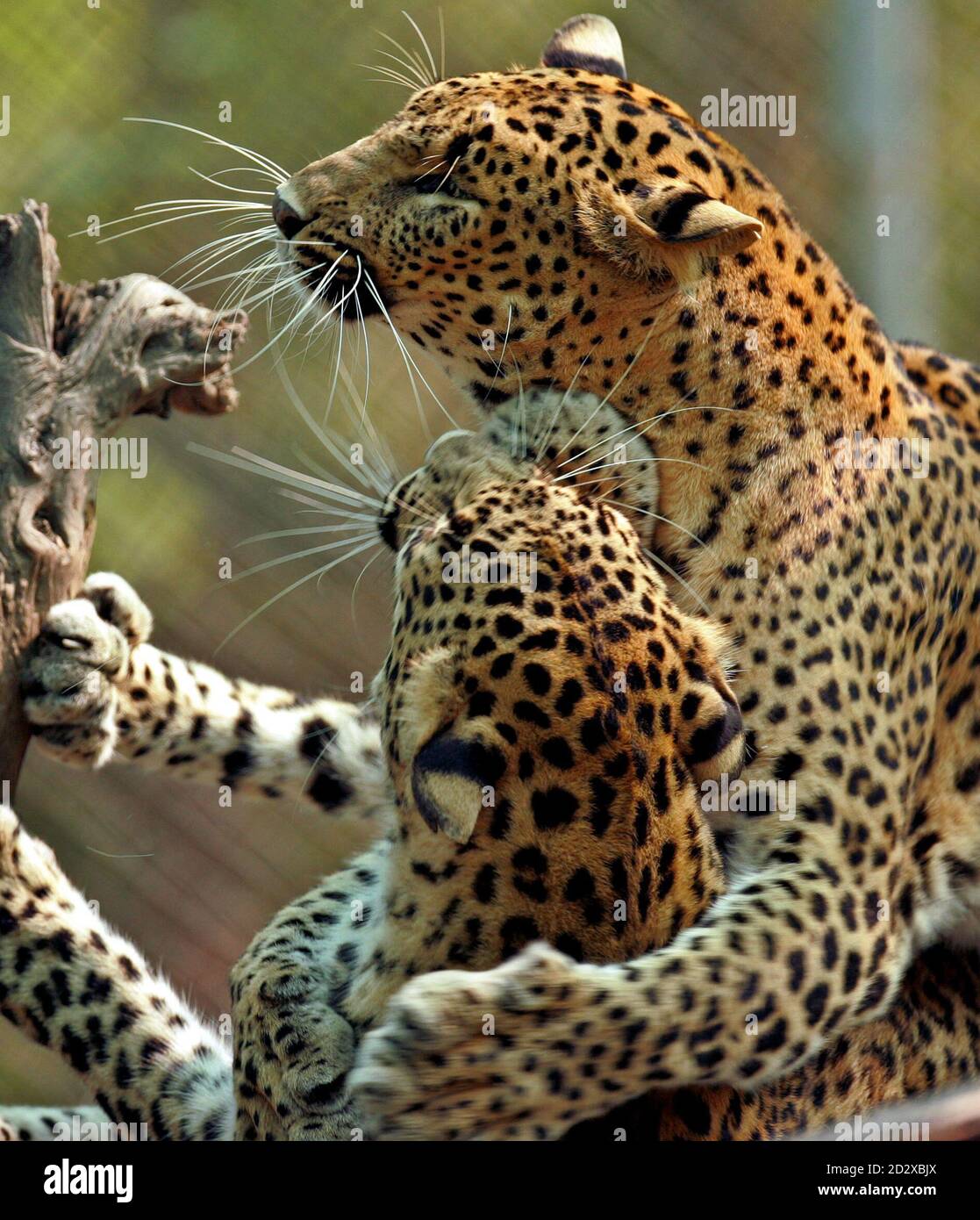 Leopards in india hi-res stock photography and images - Alamy