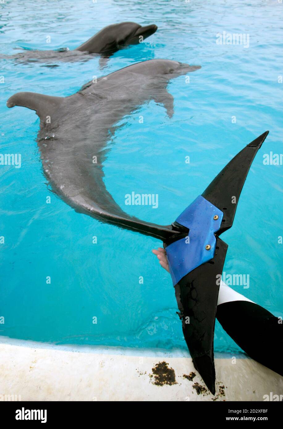 Worlds largest dolphin hi-res stock photography and images - Alamy