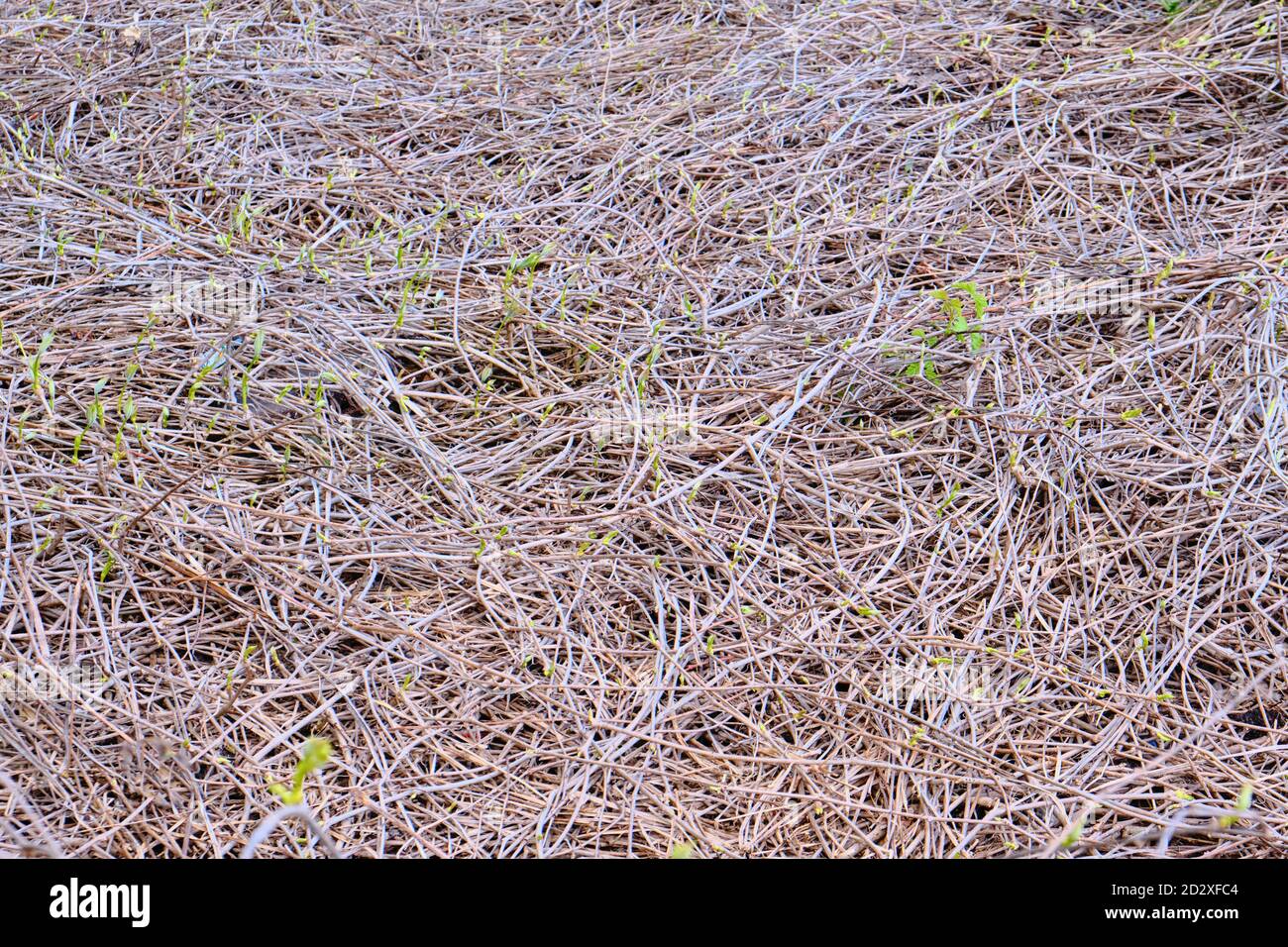 Texture of dry ivy branches. Background of dry ivy branches. Shoots of ...