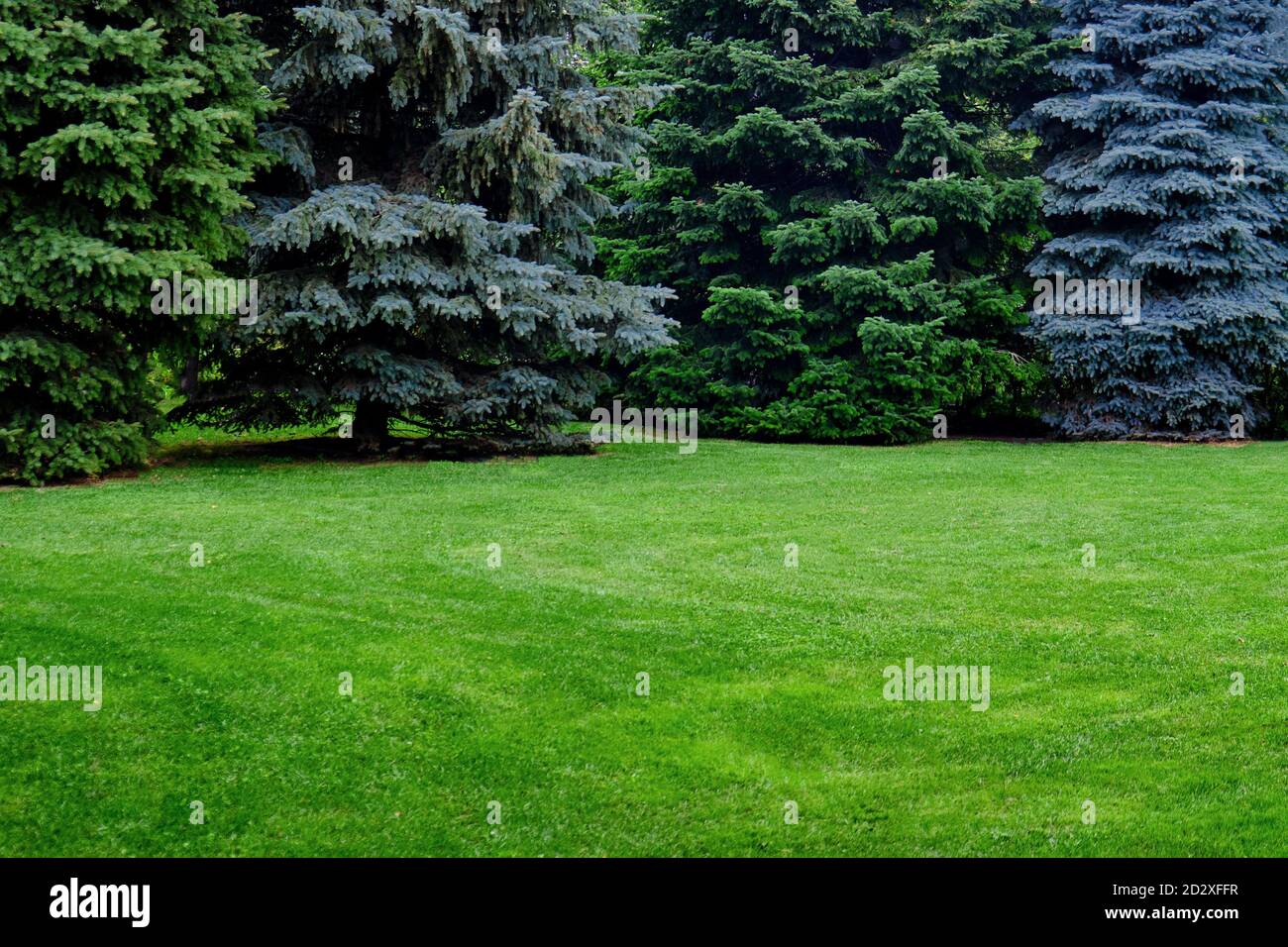 Green spruce and lawn with grass, copy space. Glade with Christmas ...
