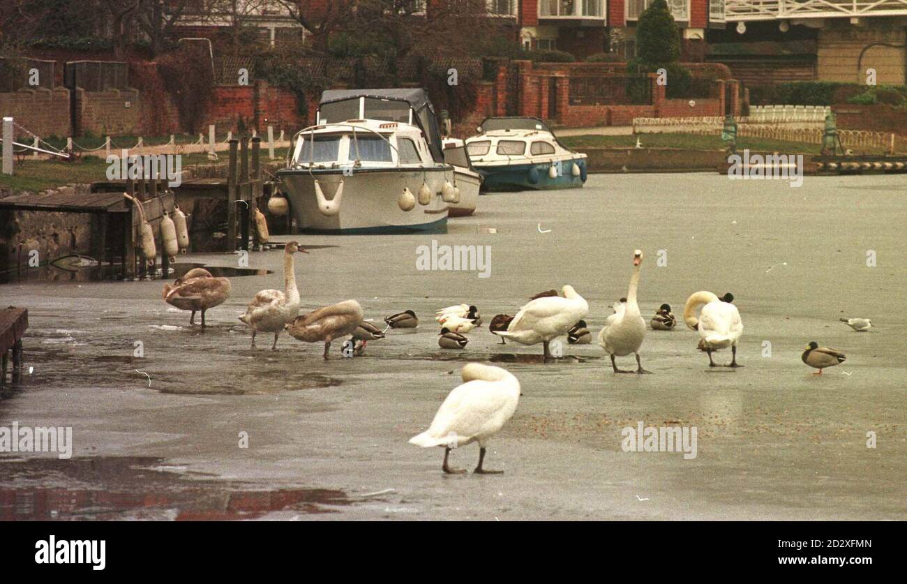 Swans and ducks on the frozen River Thames at Marlow, Bucks, this ...