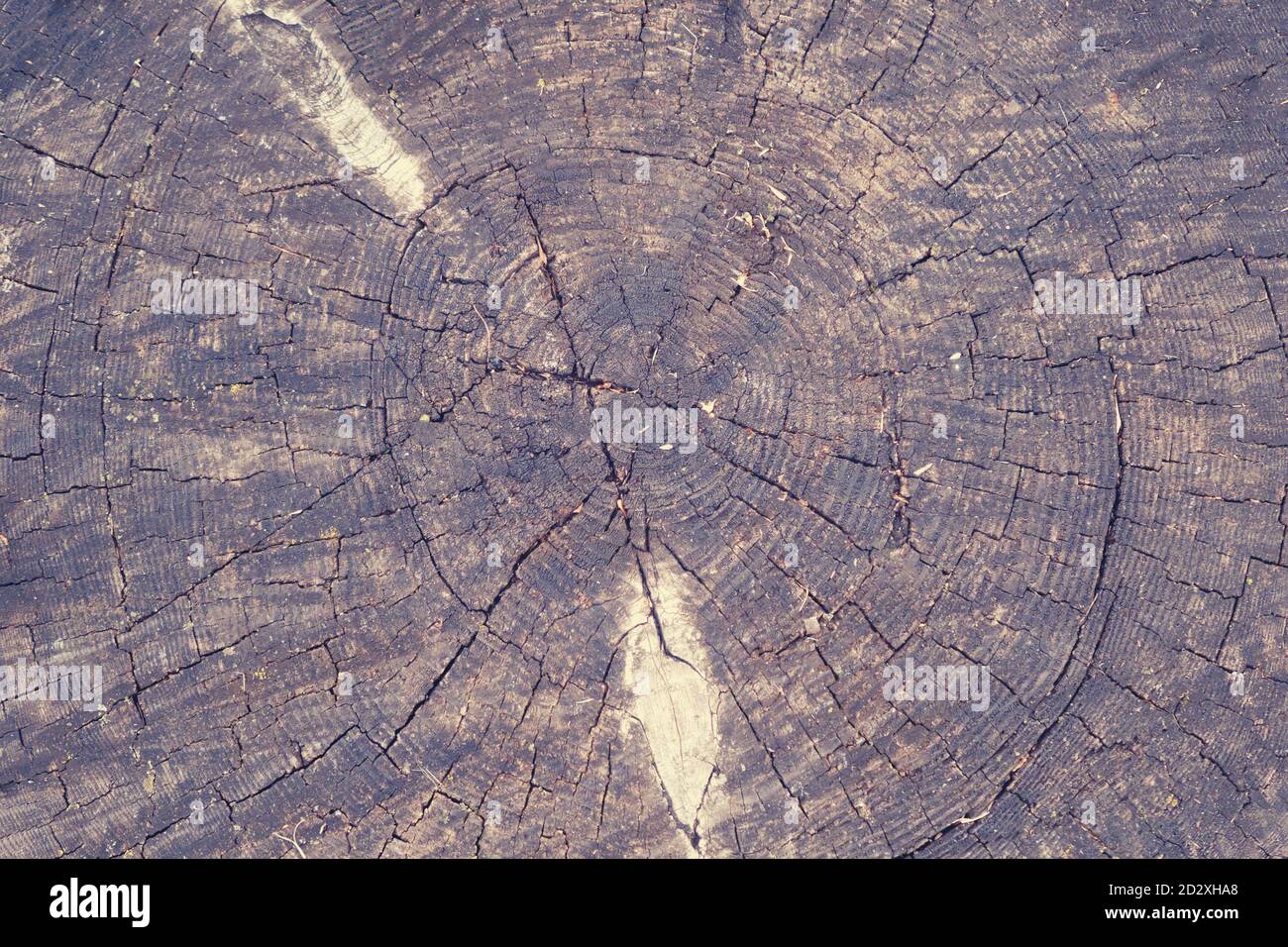 Texture of an old tree stump, top view Stock Photo - Alamy