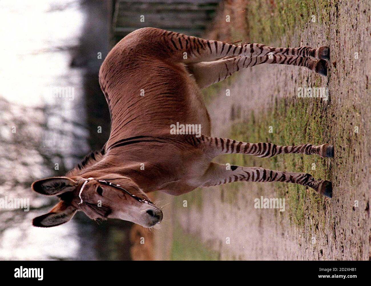 Donkey cross hi-res stock photography and images - Alamy