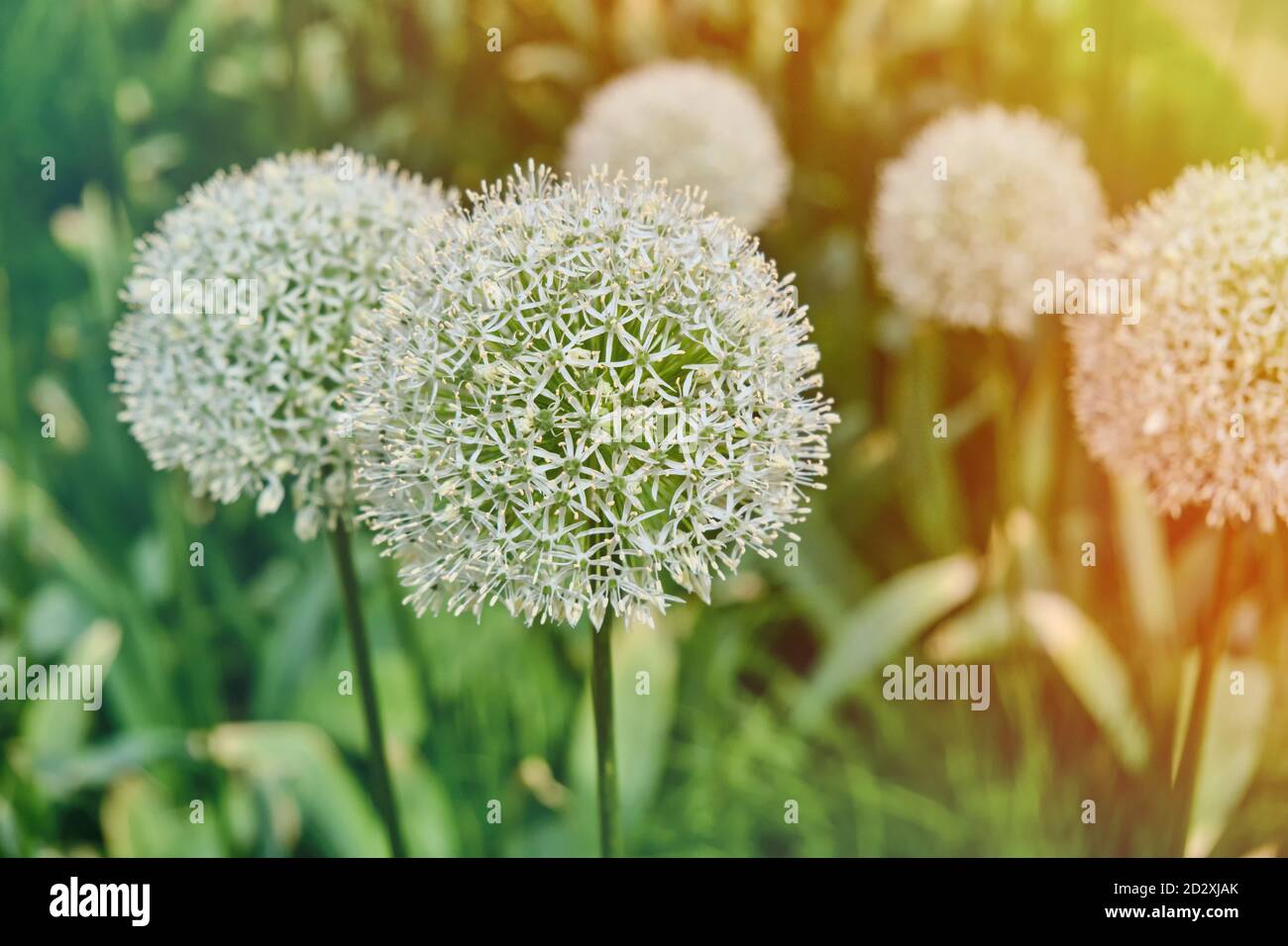 Decorative onion Allium - White Giant on green grass Stock Photo - Alamy