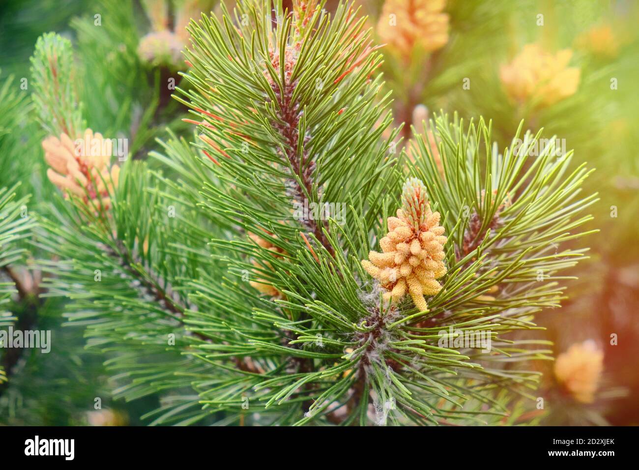 Young shoots on christmas tree hi-res stock photography and images - Alamy