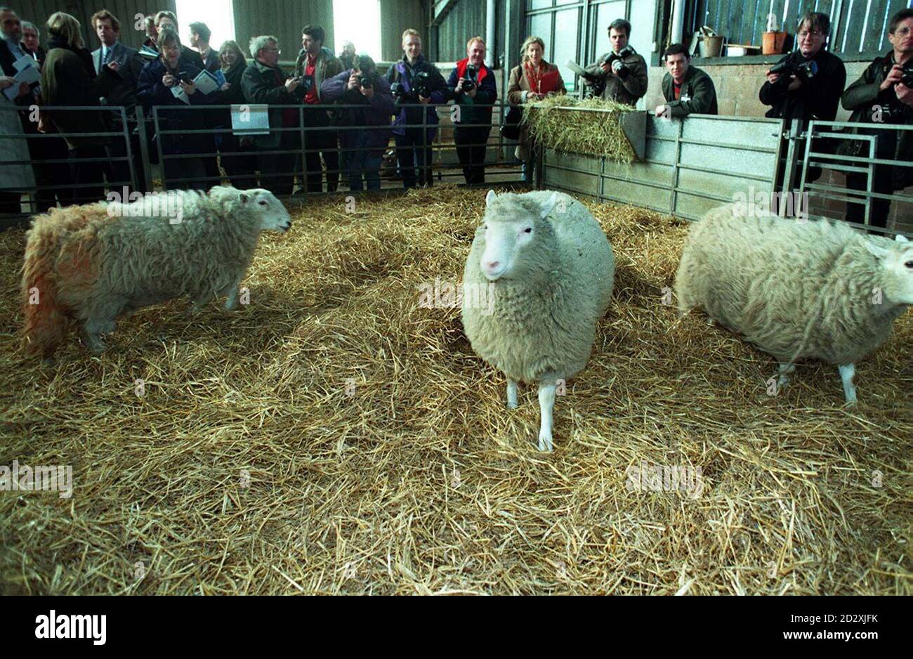 Genetically cloned sheep hi-res stock photography and images - Alamy