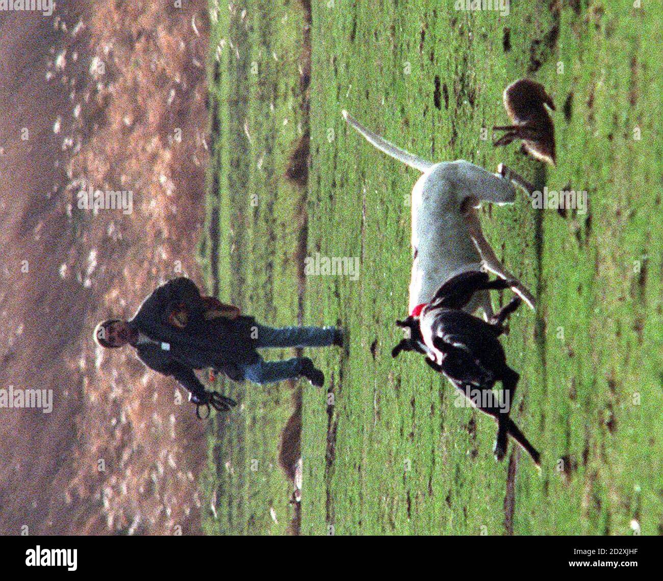 Coursing hare hi-res stock photography and images - Alamy