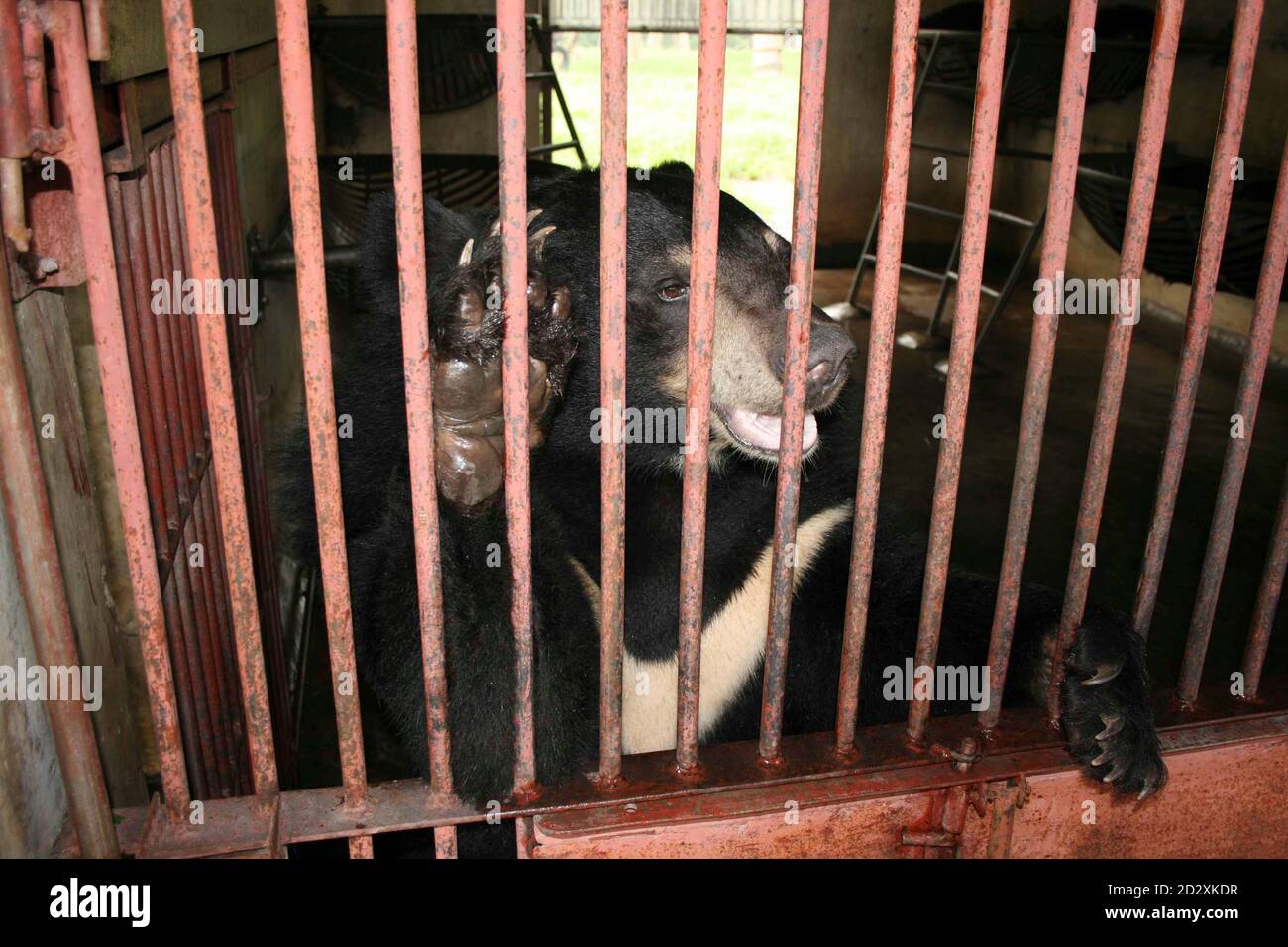 Bear bile farm hi-res stock photography and images - Alamy