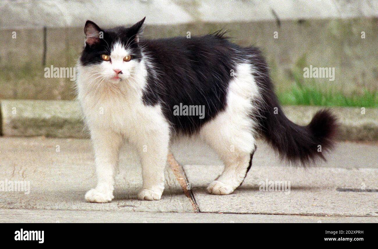 The number 10 cat hi-res stock photography and images - Alamy